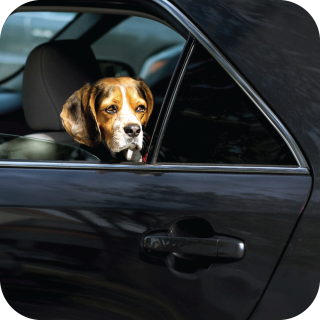 Woofy Wagon Mobile Pet Salon | Where the Groomer Comes to You!